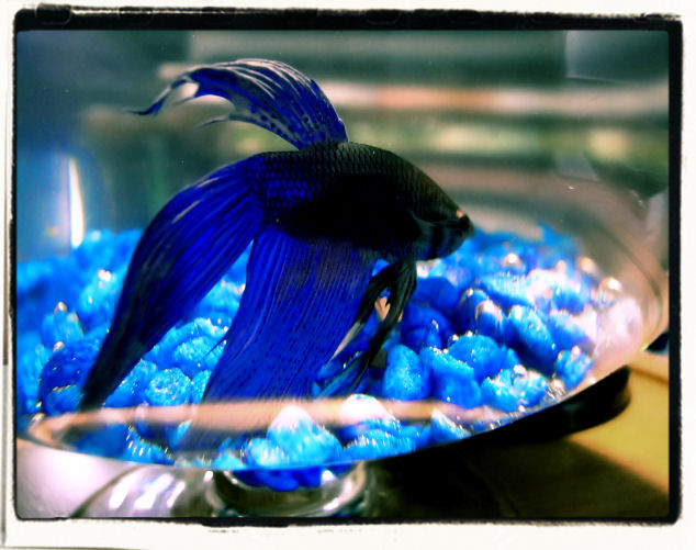 Chinese Fighter Fish