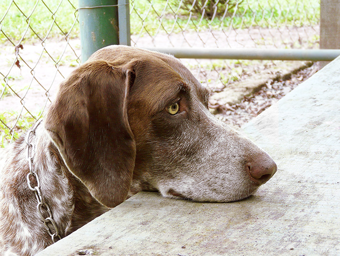 upset dog by Lelez - DPChallenge